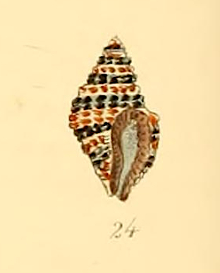 なにがどうなん？: 南の螺旋