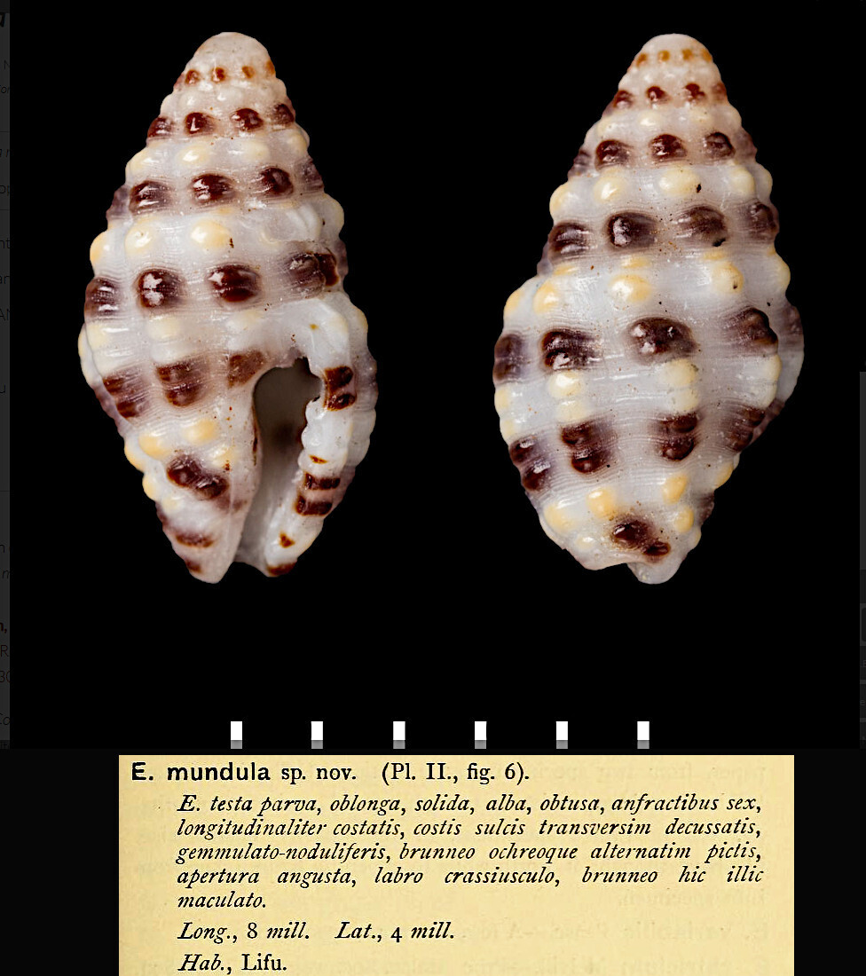 なにがどうなん？: 南の螺旋