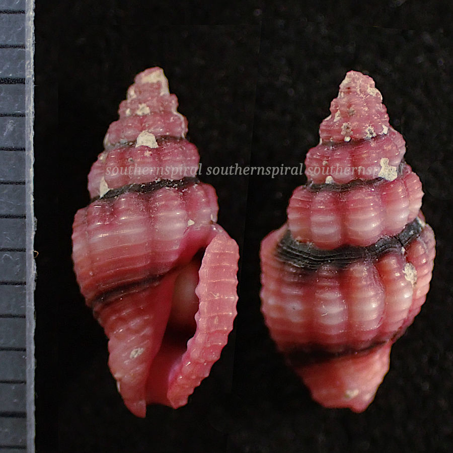 7月はルビー: 南の螺旋