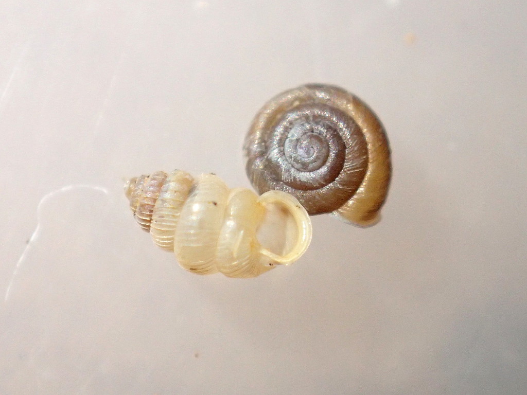 新たな: 南の螺旋